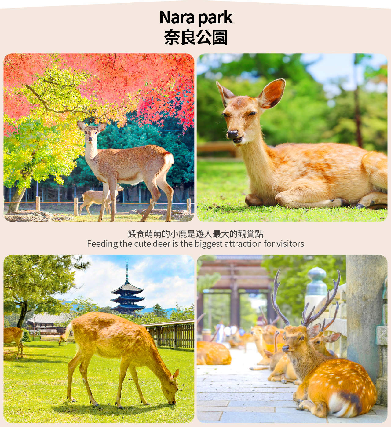 [Kyoto & Arashiyama & Nara] Nara Park & Fushimi Inari Shrine & Fushimi Chiikawa Honpo ...